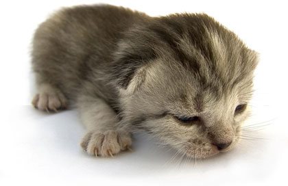 Acheter / vendre des chatons en France